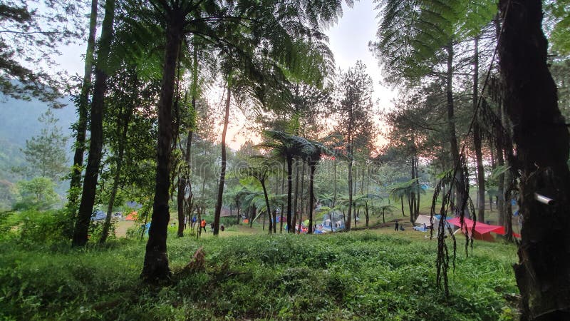 Pinus in ground camp stock photo. Image of pinus, ground - 261759764