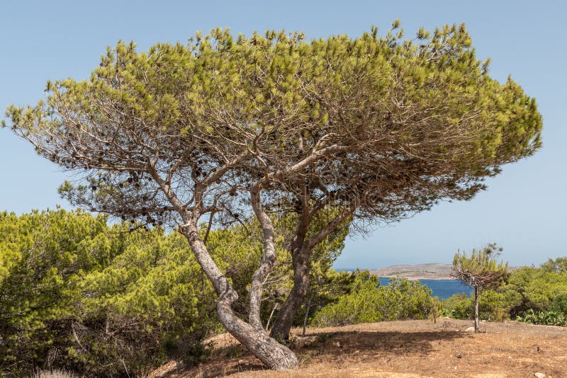 One Pinus Halepensis, Aleppo Pine Tree Stock Photo - Image of gozo ...