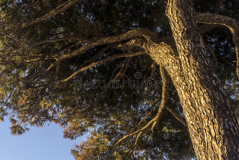 Pinus Halepensis Tree from Under Perspective Stock Photo - Image of ...
