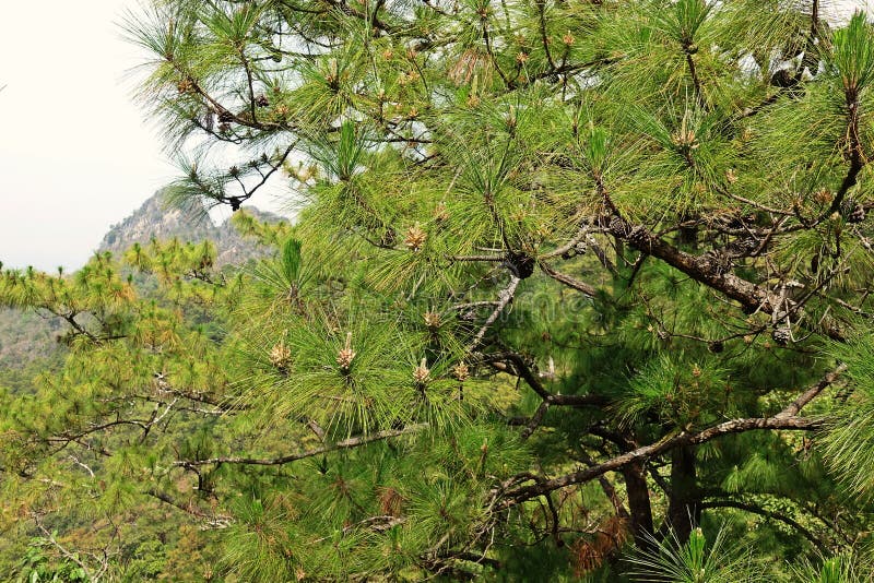 Pinus Kesiya Leaves,Pinus Kesiya is One of the Most Widely Distributed ... Pinus Kesiya Leaves,Pinus Kesiya is One of the Most Widely Distributed ...