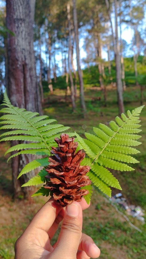 Pinus Leaves and Fruit at the Forest Stock Image - Image of vegetation, spruce: 282464139