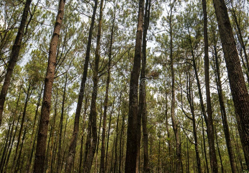 Pinus Merkusii, the Merkus Pine or Sumatran Pine Tree in the Forest ...