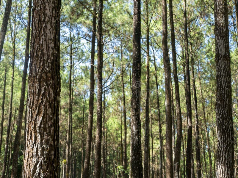 Pinus Merkusii, the Merkus Pine or Sumatran Pine Tree in the Forest ...