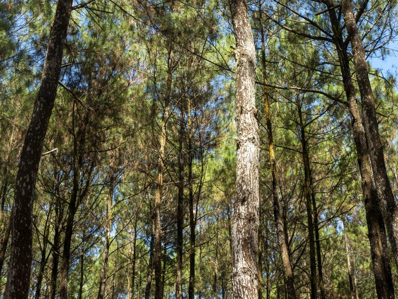 Pinus Merkusii, the Merkus Pine or Sumatran Pine Tree in the Forest ...