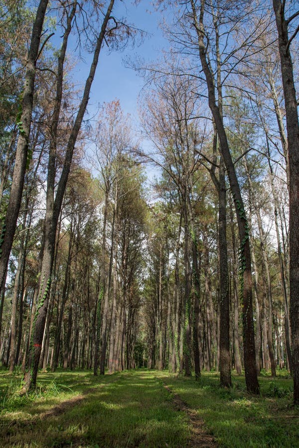 185 Pinus Merkusii Stock Photos - Free & Royalty-Free Stock Photos from ...