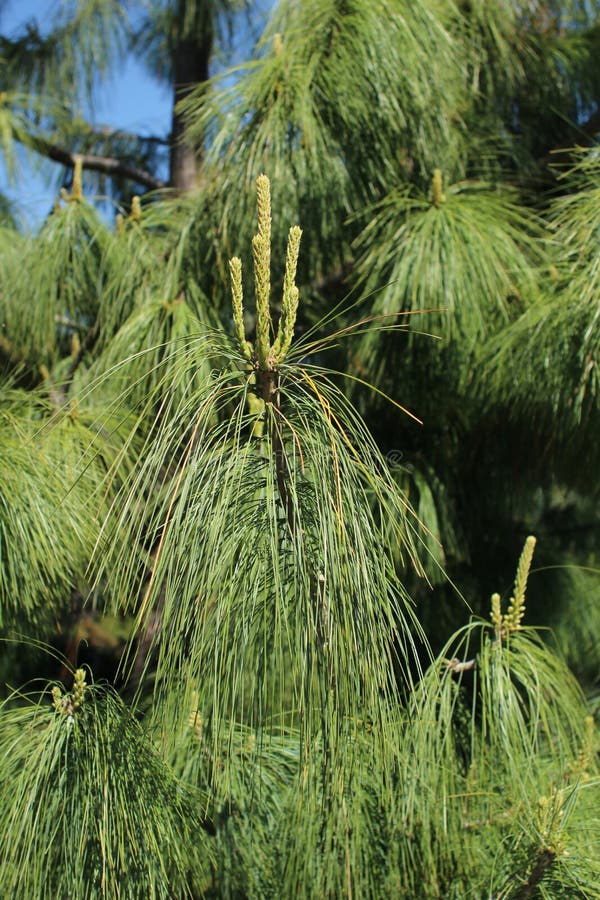 Pinus Montezumae Stock Photos - Free & Royalty-Free Stock Photos from ...