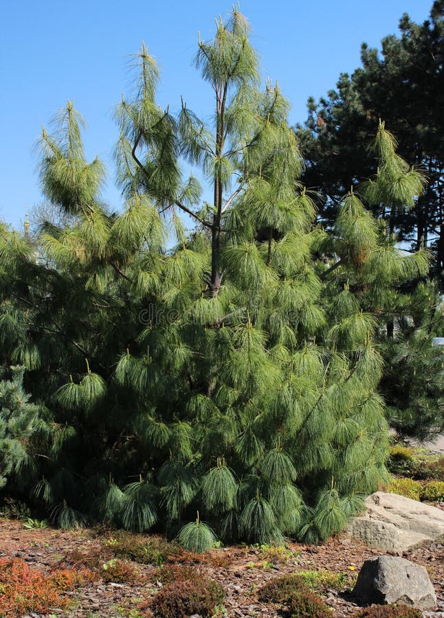 Pinus Montezumae (Montezuma Pine) Stock Image - Image of bark, conifer ...