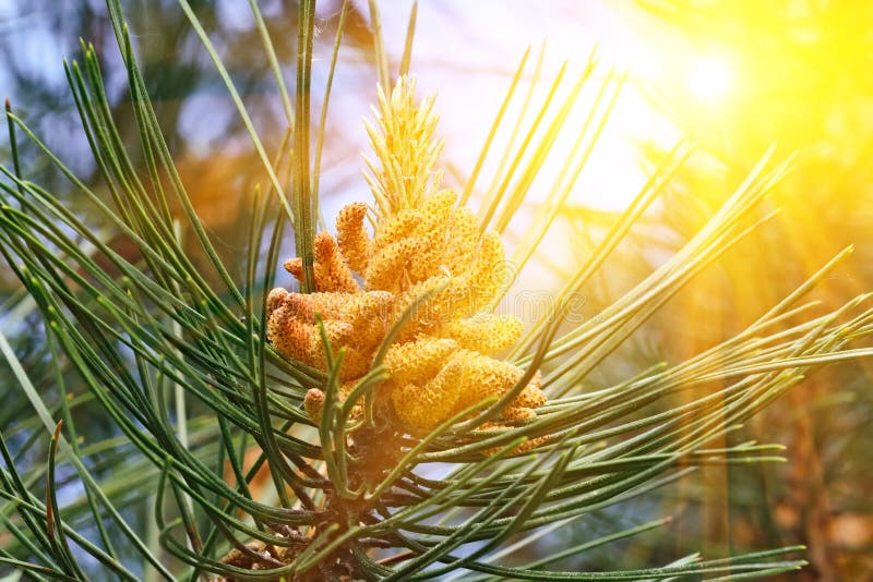Pinus mugo backlit stock photo. Image of colorful, needles - 67864272
