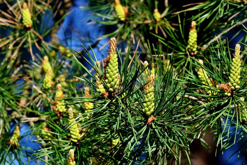 Pinus mugo closeup stock image. Image of kidneys, outdoors - 98216801