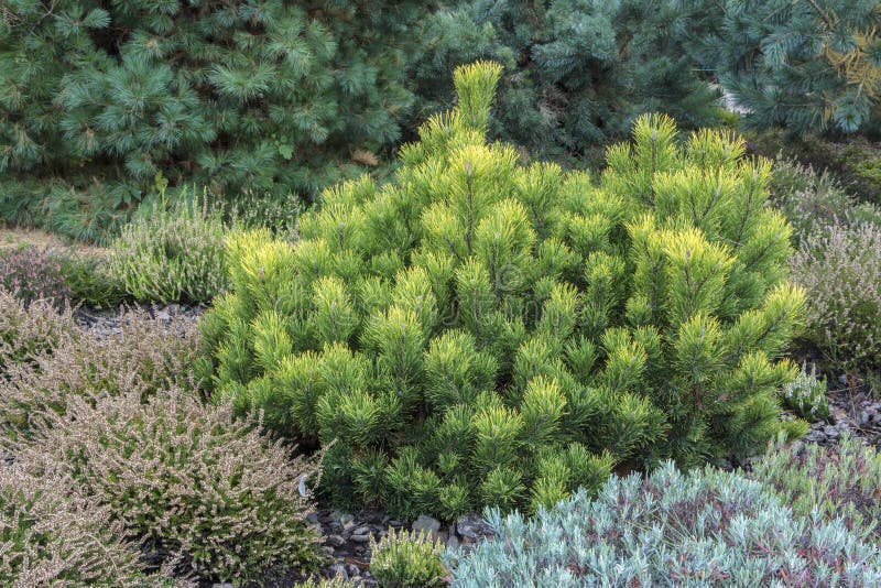 Dwarf Mountain Pine Branch with Cones - Pinus Mugo Turra Stock Photo ...