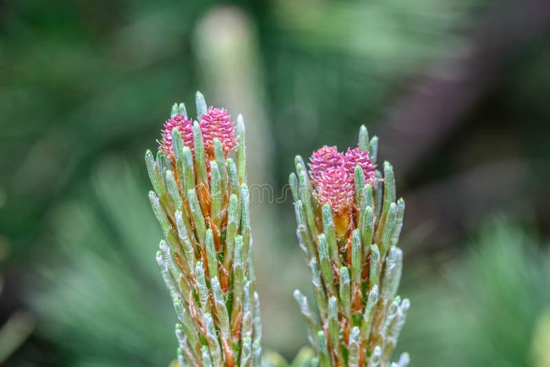Pinus mugo female flowers stock image. Image of fresh - 148336077