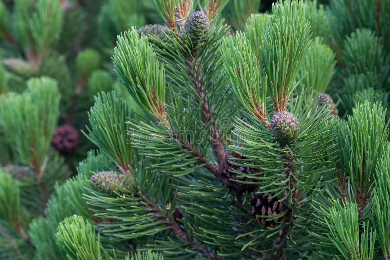 Pinus Mugo, Mountain Pine Cones Stock Image - Image of branch, montana ...