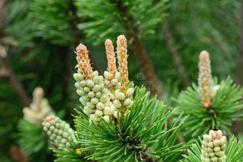Pinus Mugo, Pine Male Flowers Stock Photo - Image of coniferous, focus ...