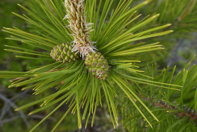 Pinus Nigra Branch Close Up Stock Image - Image of fruit, pinaceae ...