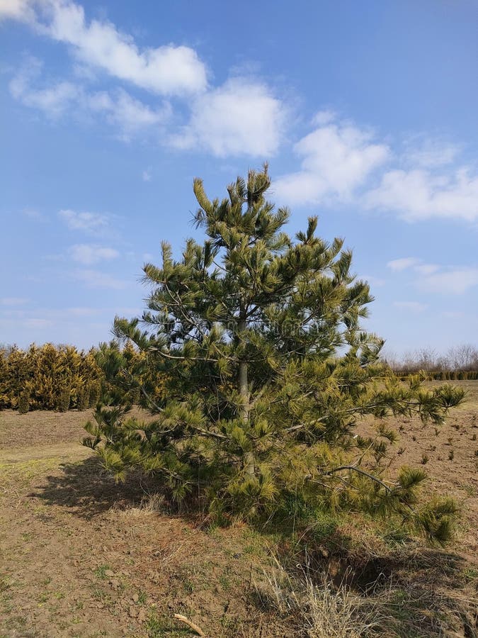 Pinus nigra tree stock photo. Image of pinus, woodland - 245108296