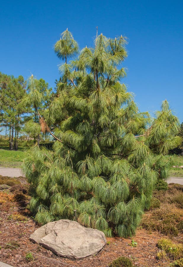 Pinus Patula. Schlecht, Et Cham. Stock Photo - Image of sunny, season ...