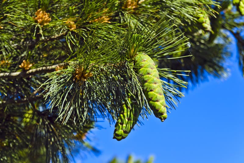 Pinus Peuce (Macedonian Pine) Against the Blue Sky Stock Image - Image ...