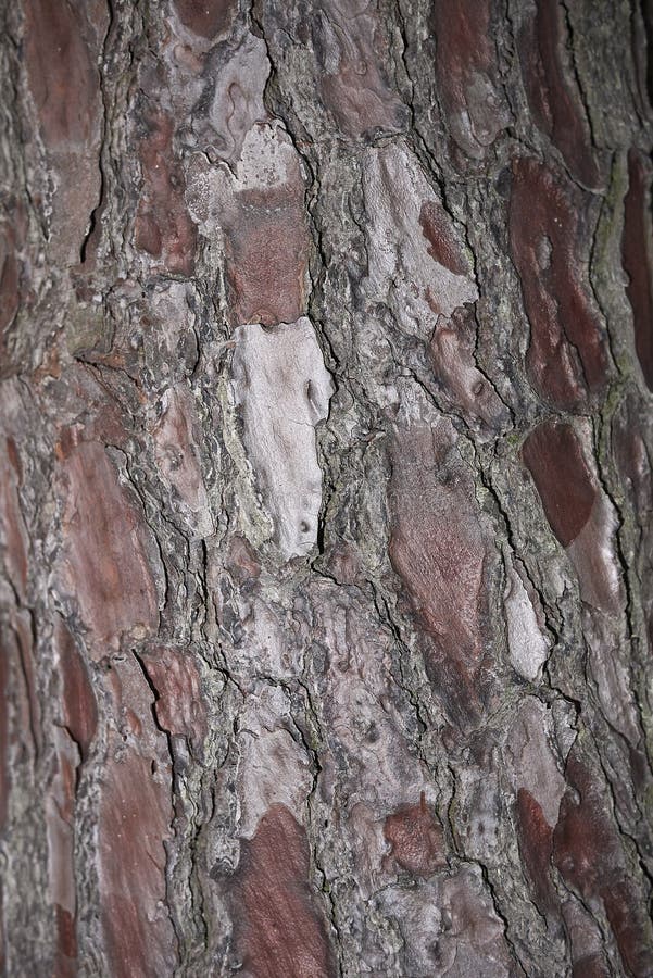 Pinus Pinaster Bark Close Up Stock Image - Image of fall, plant: 136950943