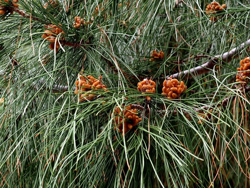 Pinus Pinaster or Maritime Pine with Flowers Stock Photo - Image of ...