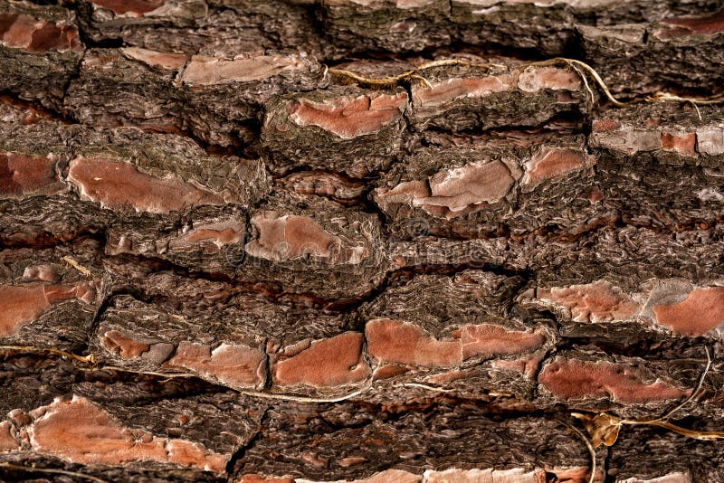Pinus Pinaster Tree Bark Texture. Close Up Stock Image - Image of ...