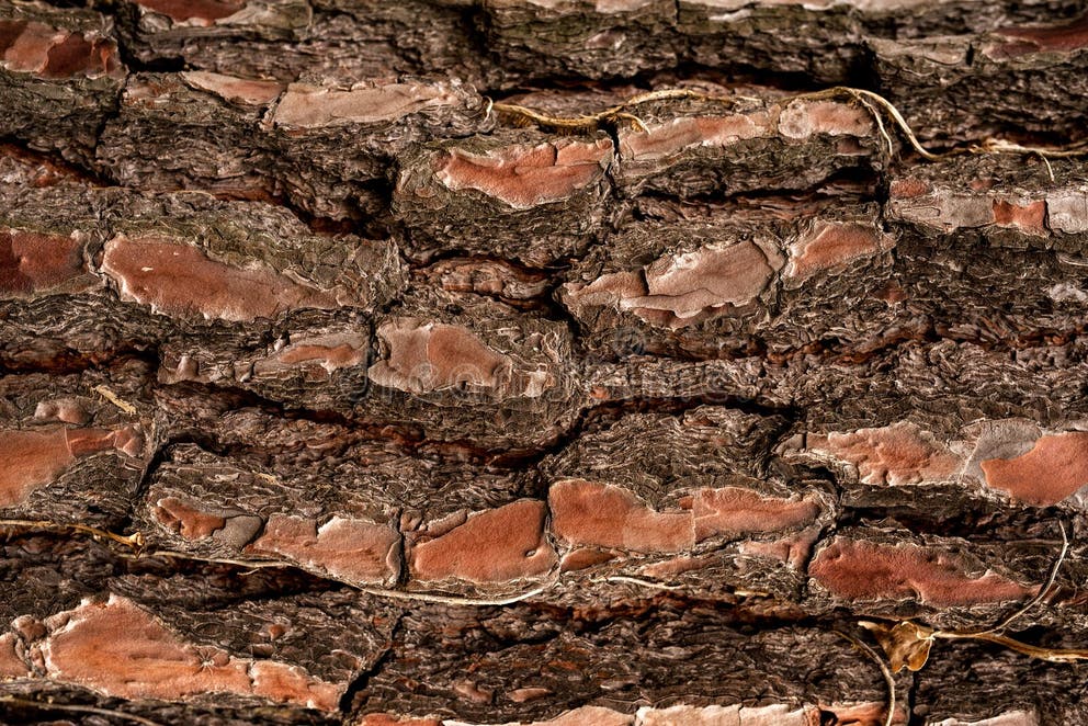 Pinus Pinaster Tree Bark Texture. Close Up Stock Image - Image of ...