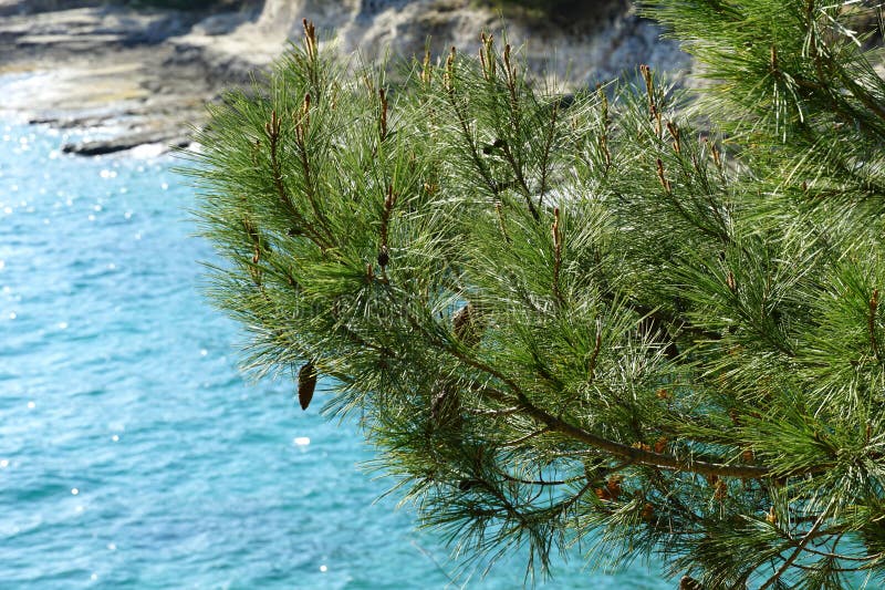 Pinus Pinaster Tree Branches with Pine Cone on it Above Blue Sea Stock ...