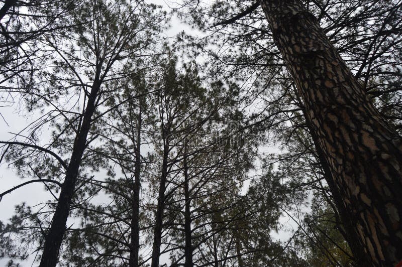 Pinus Pinaster Tree. Wikiwand. Pine Tree. Stock Photo - Image of ...