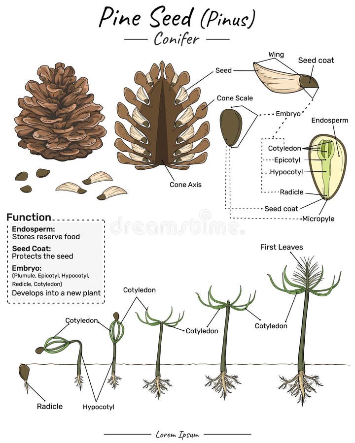 Pinus Pine Conifer Structure, Function and Development Stock Vector ...