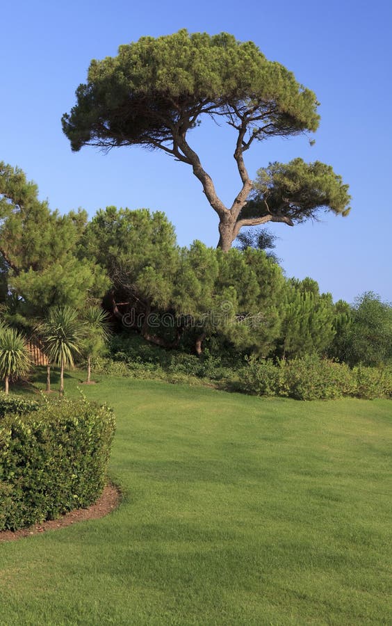 Pinus pinea. stock photo. Image of nature, flora, pinus - 18928988