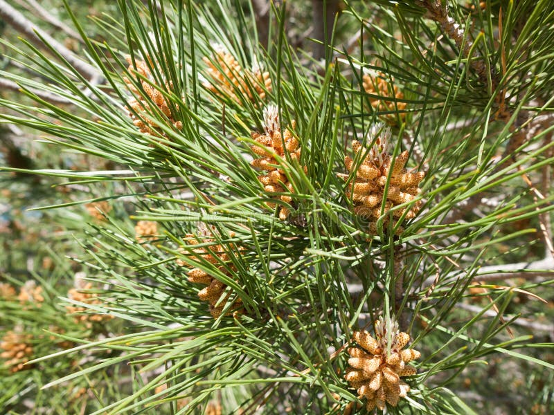 Pinus pinea stock image. Image of close, cones, needle - 44292619