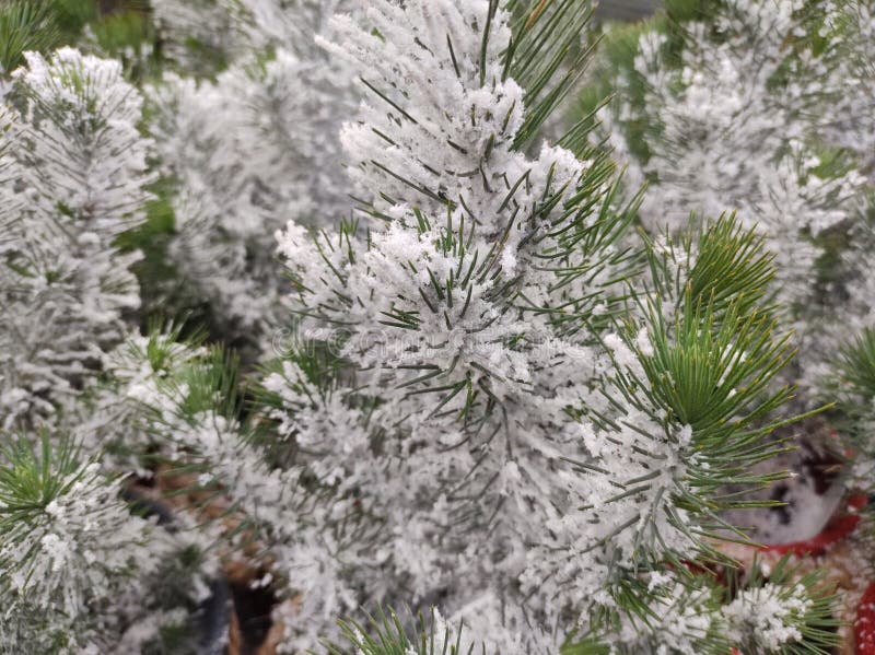 Pinus Pinea Silver Crest with Artificial Snow Stock Image - Image of ...