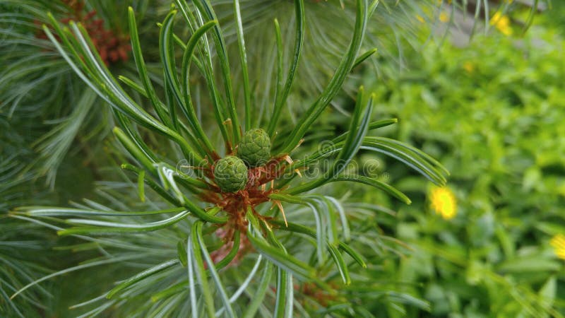 Pinus Pumila, Commonly Known As the Siberian Dwarf Pine Stock Image ...