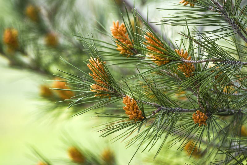 Pinus Radiata Blooming in Forest Springtime Stock Image - Image of ...