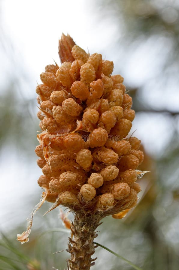 Pinus roxburghii male cone stock photo. Image of islamabad - 38976568