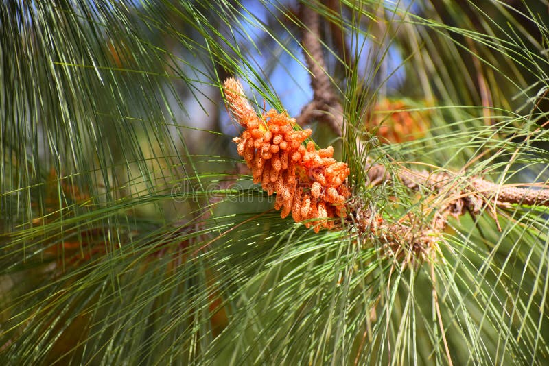 Pinus Roxburghii Tree on the Mountains in Nathia Gali, Abbottabad ...