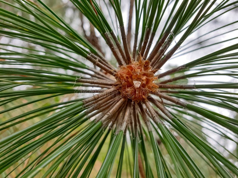 Pinus Roxburghii Tree Stock Photo with Selective Focus, Selective Focus ...