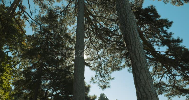 Pinus Strobus, Commonly Called Eastern White Pine in Summer Sunny Day ...
