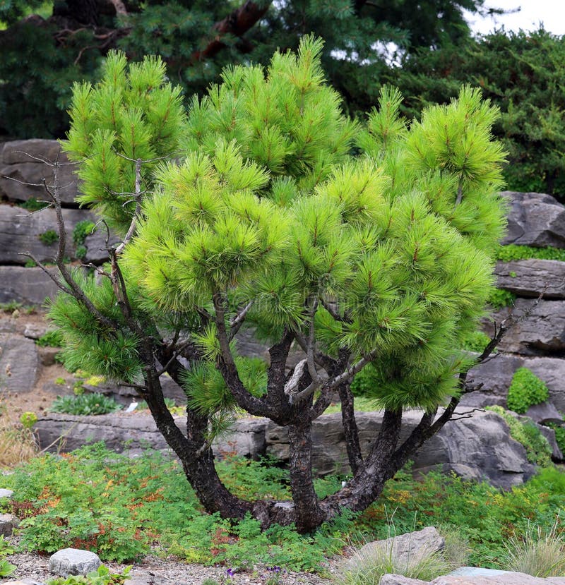 Pinus Strobus, Commonly Denominated the Eastern, Northern White Pine ...