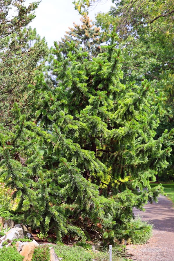 Pinus Strobus, Commonly Denominated the Eastern, Northern White Pine ...