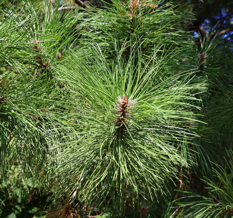 Pinus Strobus, Commonly Denominated the Eastern, Northern White Pine ...