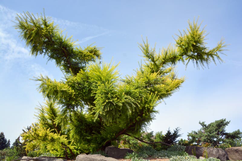 Pinus Strobus, Commonly Denominated the Eastern, Northern White Pine ...