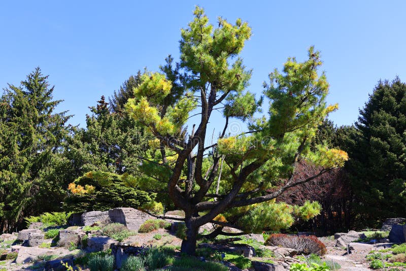 Pinus Strobus America Stock Photos - Free & Royalty-Free Stock Photos ...