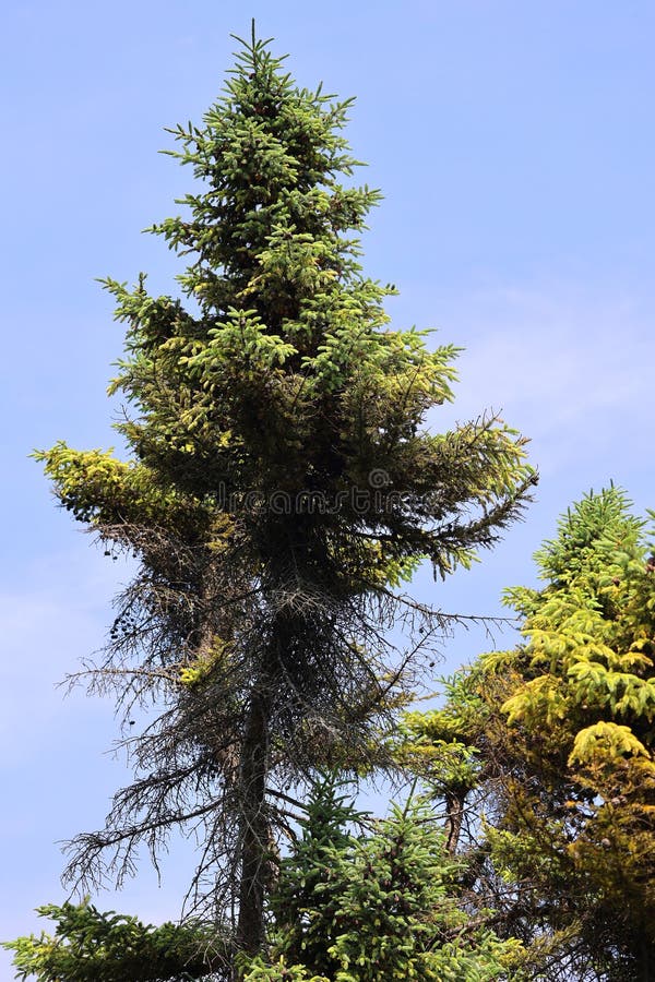 Pinus Strobus, Commonly Denominated the Eastern, Northern White Pine ...