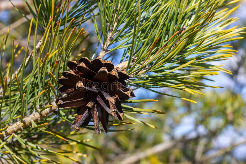 Pinus Sylvestris Branch with Cones in Natural Environment Stock Image ...