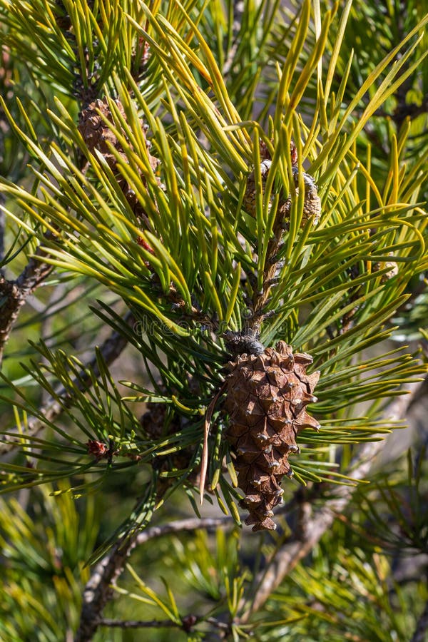 Pinus Sylvestris Branch with Cones in Natural Environment Stock Image ...