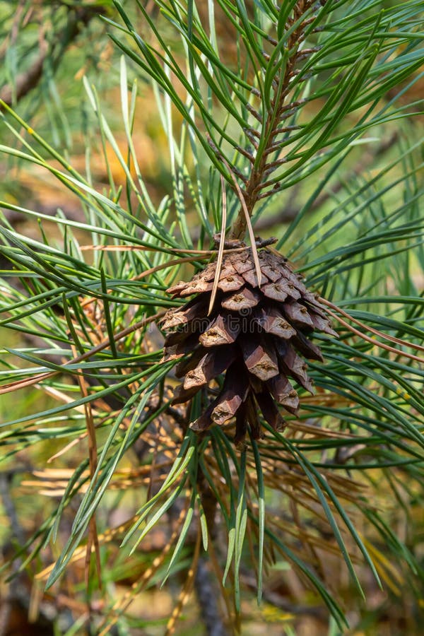 Pinus Sylvestris Branch with Cones in Natural Environment Stock Photo ...