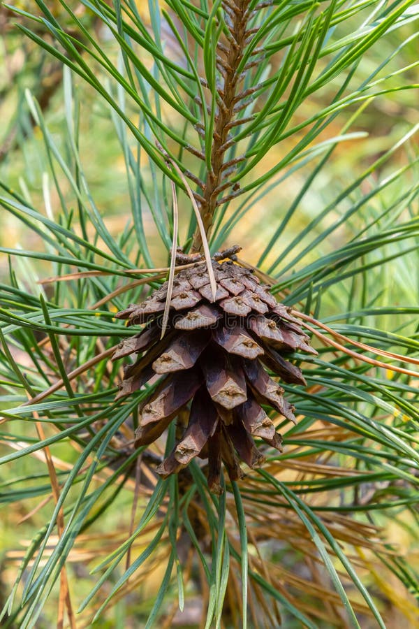 Pinus Sylvestris Branch with Cones in Natural Environment Stock Image ...