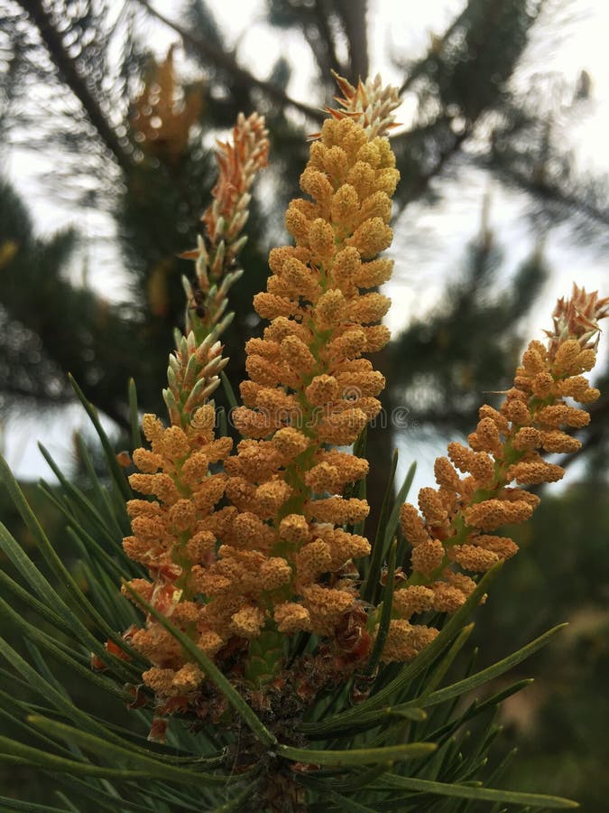 Pinus Sylvestris Macro, Spring Season Stock Image - Image of conifer ...