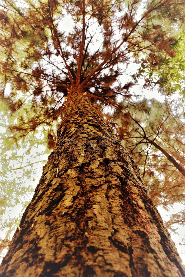 Pinus Tree, Details of Its Surface Stock Image - Image of pinus, tree ...