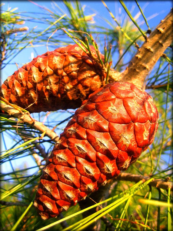 Pinus Tree Fruit Macro Background Fine Art in High Quality Stock Image ...